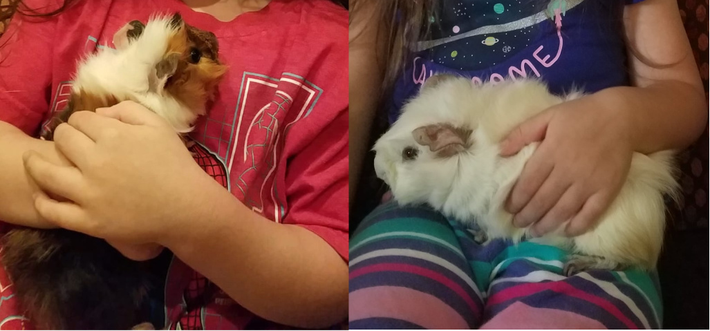 Meet Our Class Pets – Counting Four